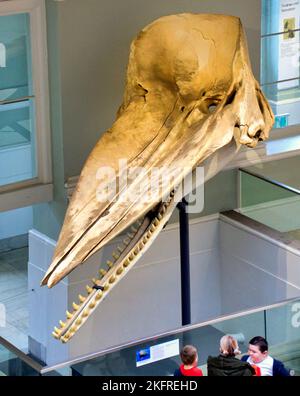 Animal skull skeleton National Museum of Scotland, Chambers St ...