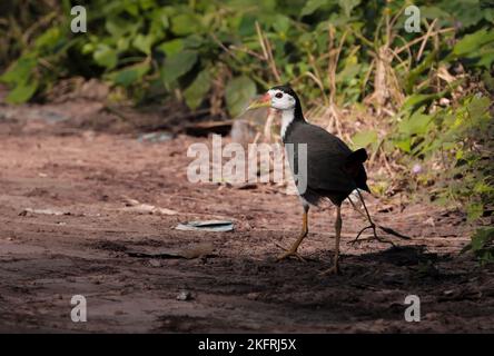 The white-breasted waterhen is a waterbird of the rail and crake family ...
