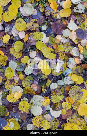 A colorful backround of fallen red, orange and yellow leaves Stock ...