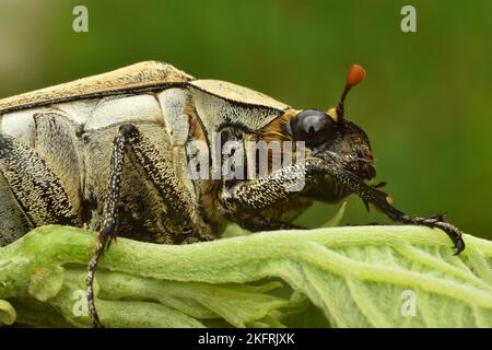 Sugarcane beetle. Agricultural pest in southeast asia and australia ...