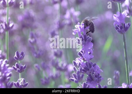 Blooming lavender pollinated by bee in a field at sunset. Provence ...