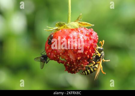 Social wasp (Vespidae) House field wasp snacks on ripe strawberry ...