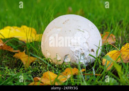 Giant puffball (Calvatia gigantea), Germany, Europe Stock Photo - Alamy