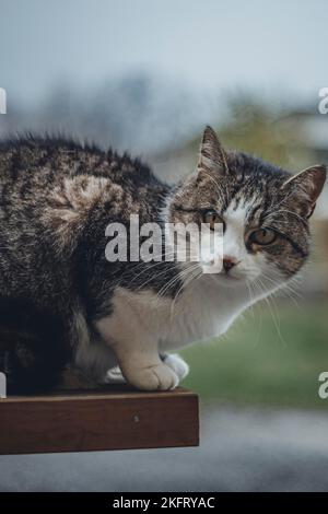 Felidae (Felis catus) in the garden, Ternitz, Lower Austria, Austria ...