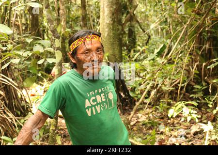 Indigenous people, Huni Kuin man slams a knife into a rubber tree ...