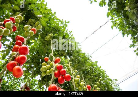 Beautiful red ripe tomatoes grown in a greenhouse Stock Photo - Alamy