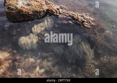From above abstract coast of overgrown shallow rocks and clear water ...