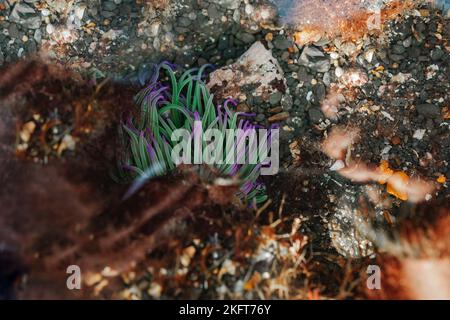 From above abstract coast of overgrown shallow rocks and clear water ...