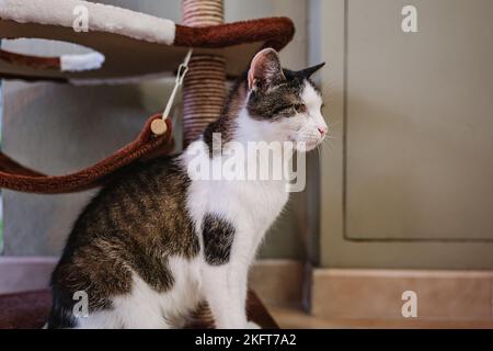 Calm domestic obedient cat with pink nose resting at home Stock Photo ...