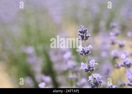 Horizontal photo. A close up of a lavender flower in a lavender field ...