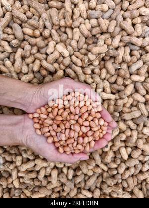 Peanut, groundnut, monkey nut, nut, golden brown colour seeds pods ...