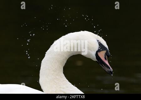 Water drops spin off a mute swan's head as it shakes itself dry Stock ...