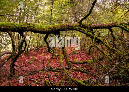 Otoño en la selva de Irati, sendero de Anbulolatz, Pirineo navarro ...