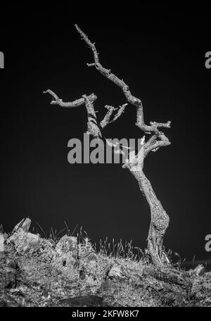A dead common hawthorn, Crataegus monogyna, and foxgloves are ...
