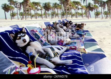 DOGS ON SUN LOUNGERS, SNOW DOGS, 2002 Stock Photo - Alamy