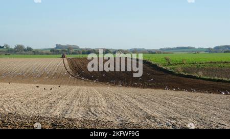 Autumn ploughing with the tractor followed by feeding birds - John ...