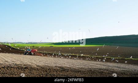 Autumn ploughing with the tractor followed by feeding birds - John ...