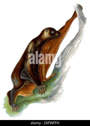 Philippine flying lemur, Cynocephalus volans. Flying colugo ...