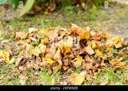 Compost Heap of Waste falling Leaves Picking Up after Clean and ...