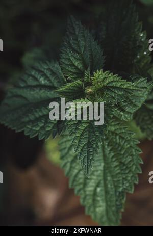 Bush of stinging-nettles. Nettle leaves. Top view. Botanical pattern ...