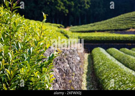 Scenic green team plantation farm land at sunny day nobody Stock Photo ...
