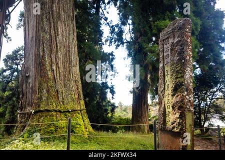 Sacred tree of God with rope around in Japan shrine forest alone Stock ...