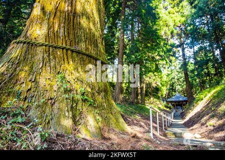 Sacred tree of God with rope around in Japan shrine forest alone Stock ...