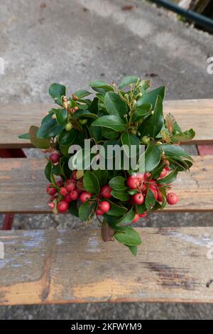 Gaultheria procumbens shrub Stock Photo - Alamy