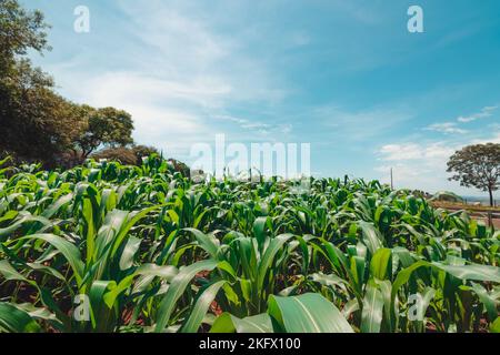 Corn Plantation Farm on Spring Sunny Day Next a Highway in Brazil ...