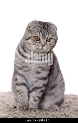 Scottish fold cat is white with spots of color sitting on a black ...