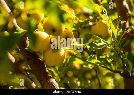 apples in a tree in an orchard in the Atlas mountains, Morocco Stock ...