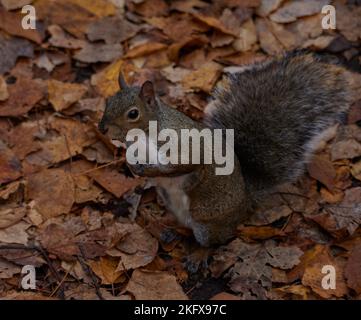 Cute squirrel on hind legs with front paws across chest, sitting ...