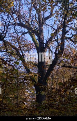 Old oak tree crown backlite in fall upwards, Bialowieza Forest, Poland ...