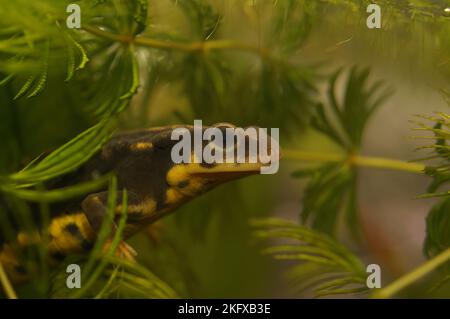 Sword-tailed newt (Cynops ensicauda, ventral view) from Amami Oshima ...