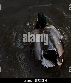 Water off a duck's back Stock Photo - Alamy