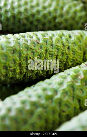 Monstera Deliciosa (Monster Fruit) - exotic green fruit covered with ...