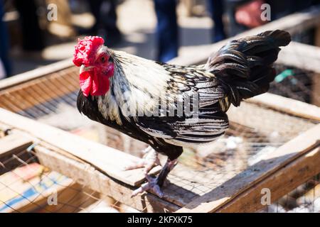 bords ,roosters with black and white plumage are sold on the market ...