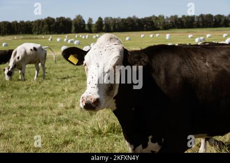 Livestock concept. Cows graze in the pasture. In the background meadow ...