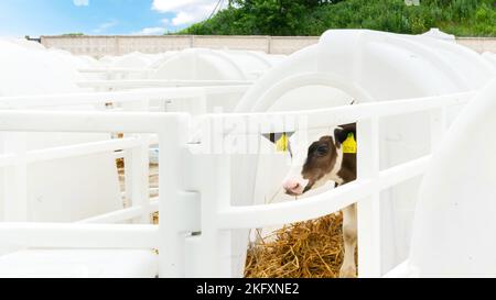 Plastic calf housing on a diary farm. Individual houses for growing ...