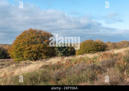 Puttenham Common Surrey UK Autumn Stock Photo - Alamy