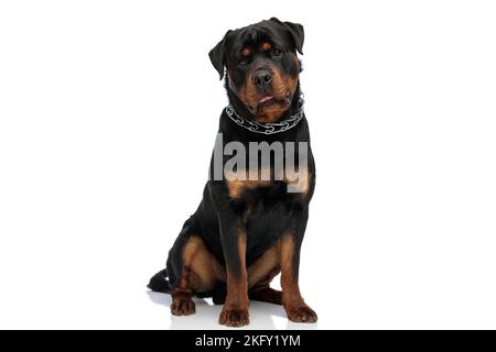 cute bored rottweiler dog with collar looking up, holding tongue out ...