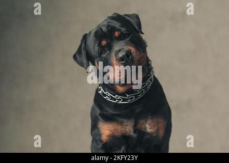 sweet rottwiler puppy holding head to side and looking up while sitting ...