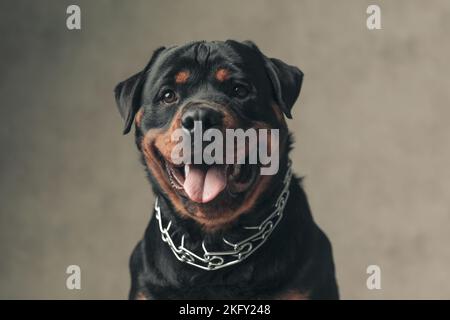 curious rottweiler dog with collar looking up while sitting in front of ...