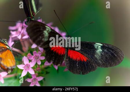 A closeup shot of a black red postman butterfly on a pink flower Stock ...