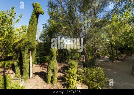 A beautiful view of Giraffes in a field with trees in the background in ...