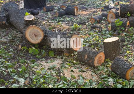 The tree is cut into logs and stacked randomly Stock Photo - Alamy
