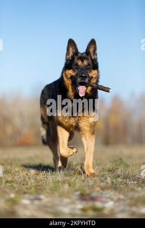 German Shepherd playing fetch the stick Stock Photo - Alamy
