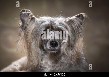 Chinese Crested Powderpuff Portrait Stock Photo - Alamy