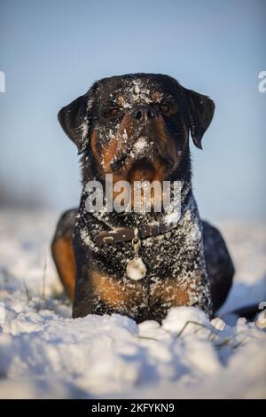 Rottweiler lies in the snow Stock Photo - Alamy