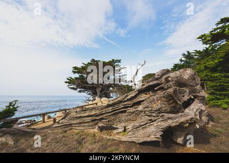 Ghost Trees at Pescadero Point on the 17 Mile Drive, California ...